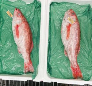 Wasabi Papers – Green (500 Pack) – Gel Ice